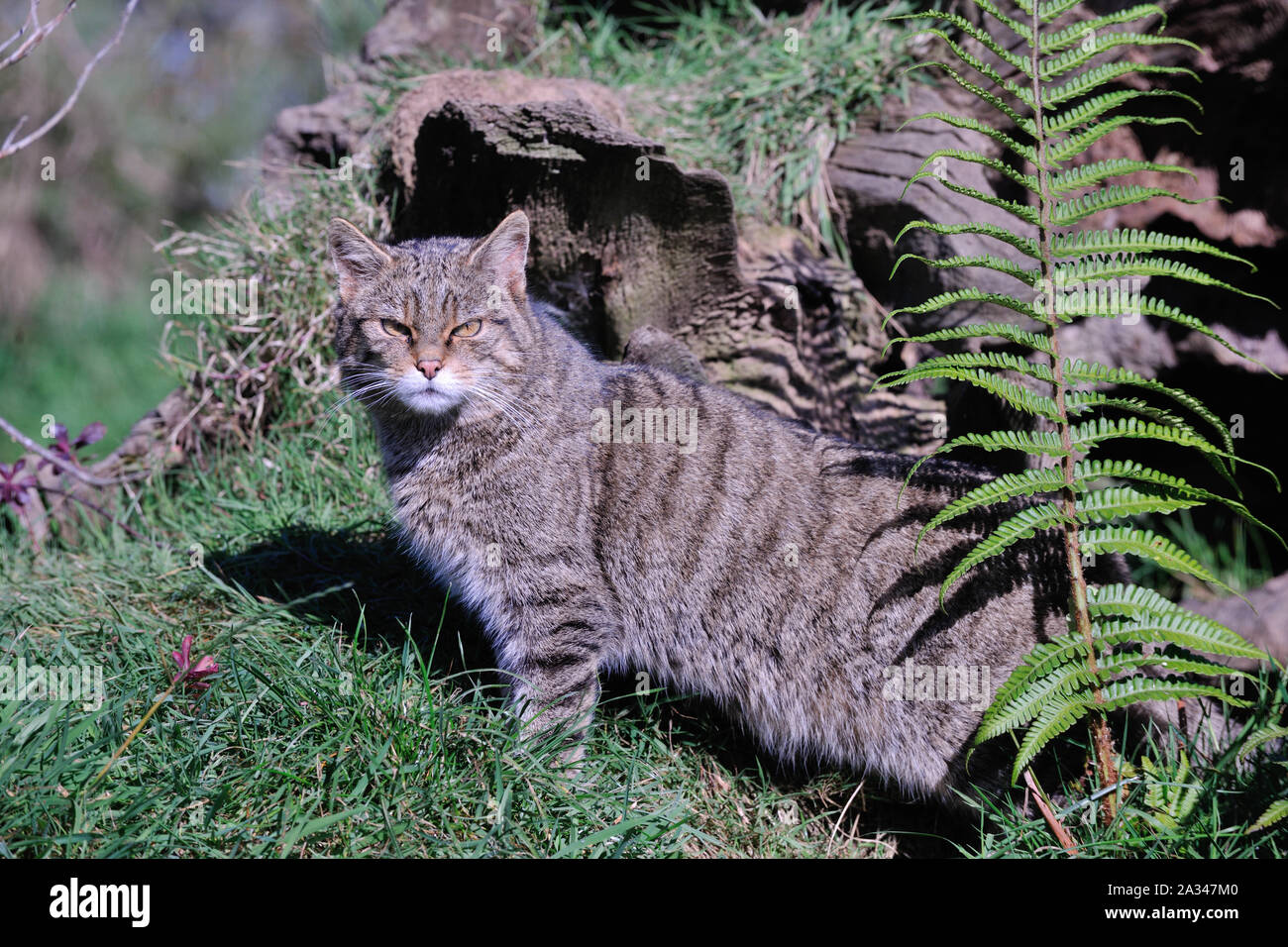 Scottish wildcat wildlife hi-res stock photography and images - Alamy