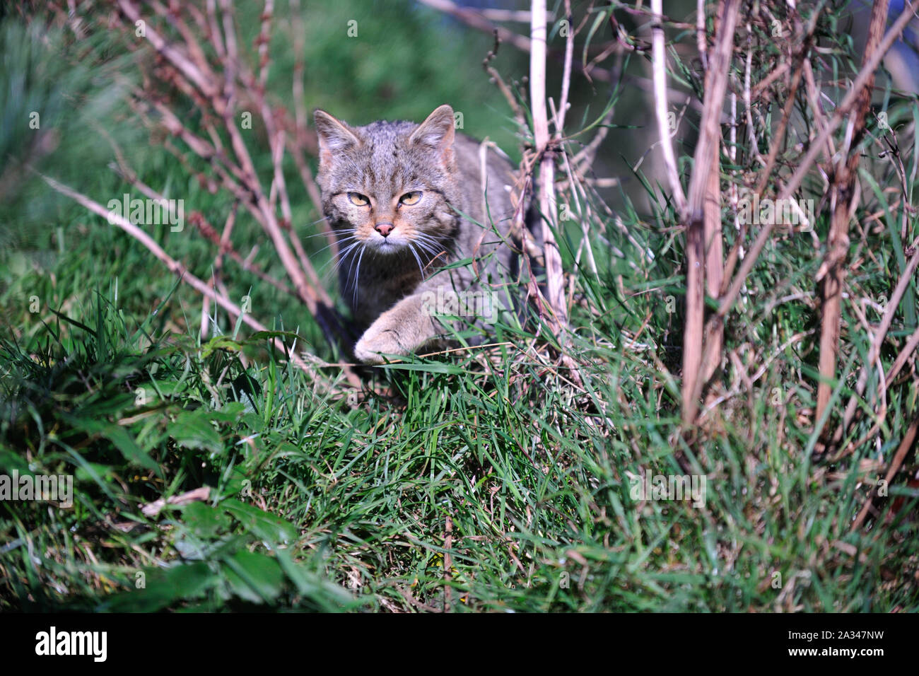 Scottish wildcat wildlife hi-res stock photography and images - Alamy
