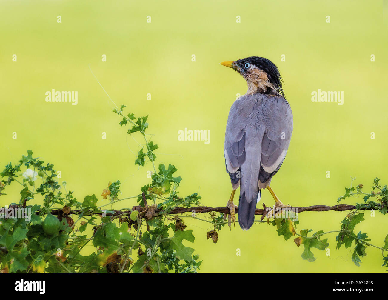 Indian starling hi-res stock photography and images - Alamy