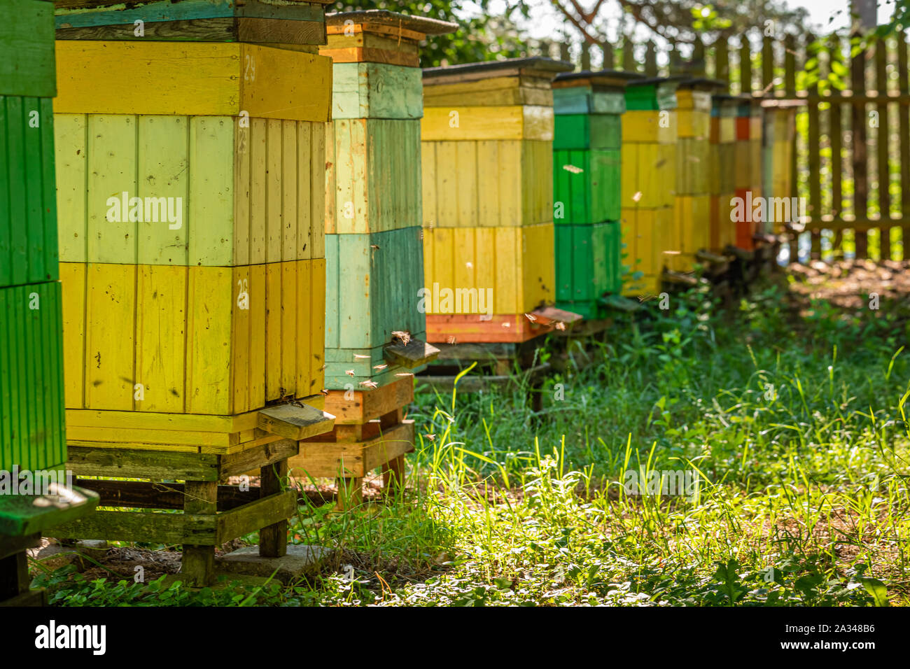 Wild beehive poland hi-res stock photography and images - Alamy