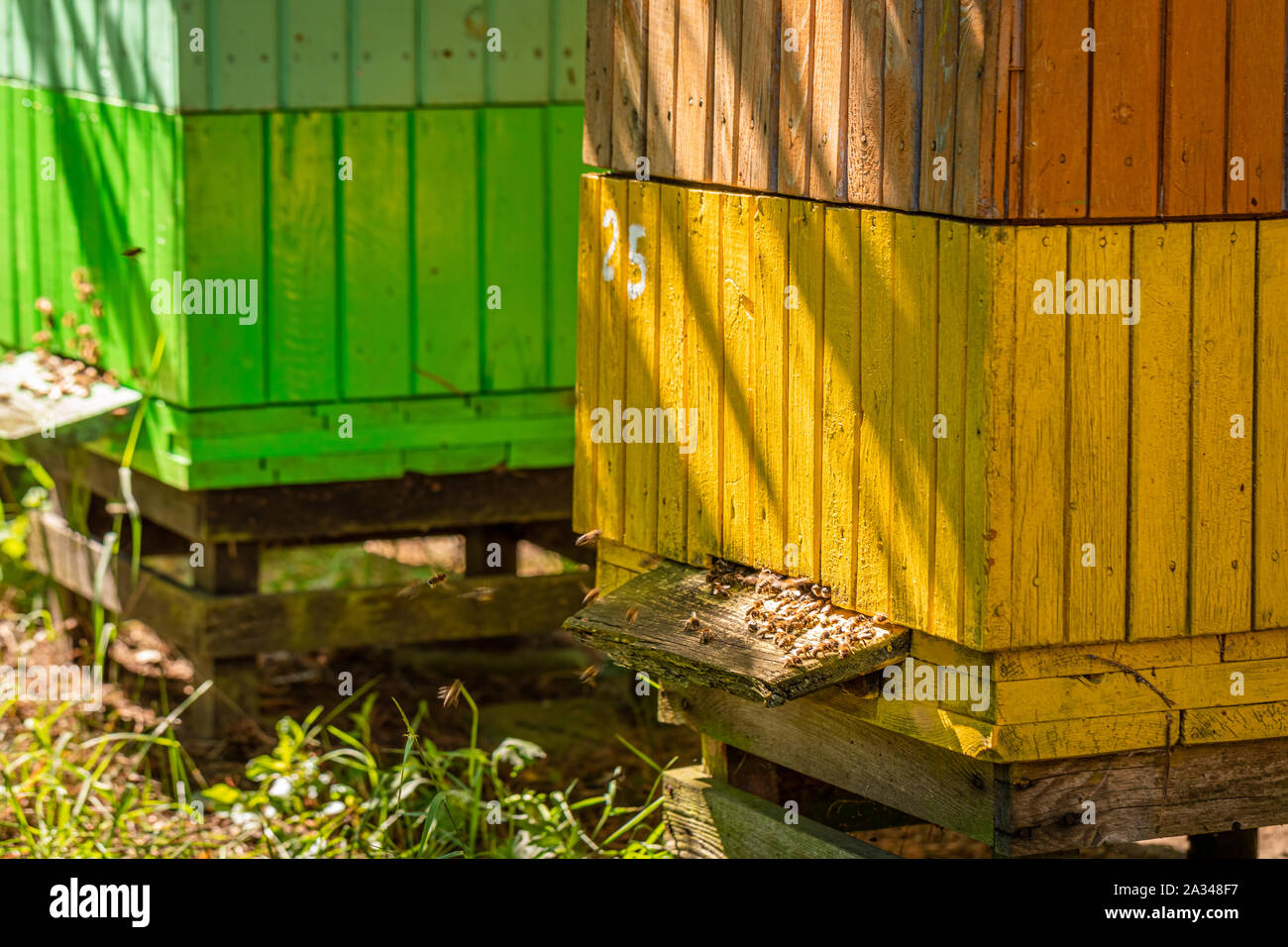 Wild beehive poland hi-res stock photography and images - Alamy