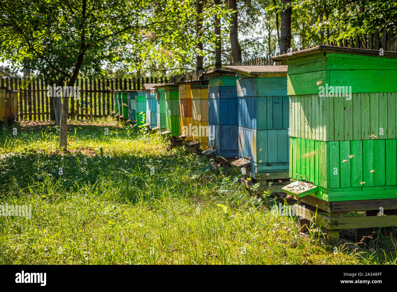 Wild beehive poland hi-res stock photography and images - Alamy