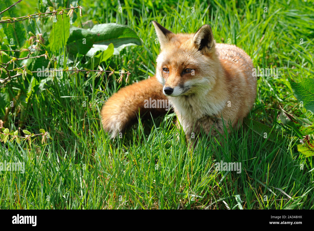 Red fox (Captive) Vulpes vulpes Devon Wildlife Photography Centre Stock ...