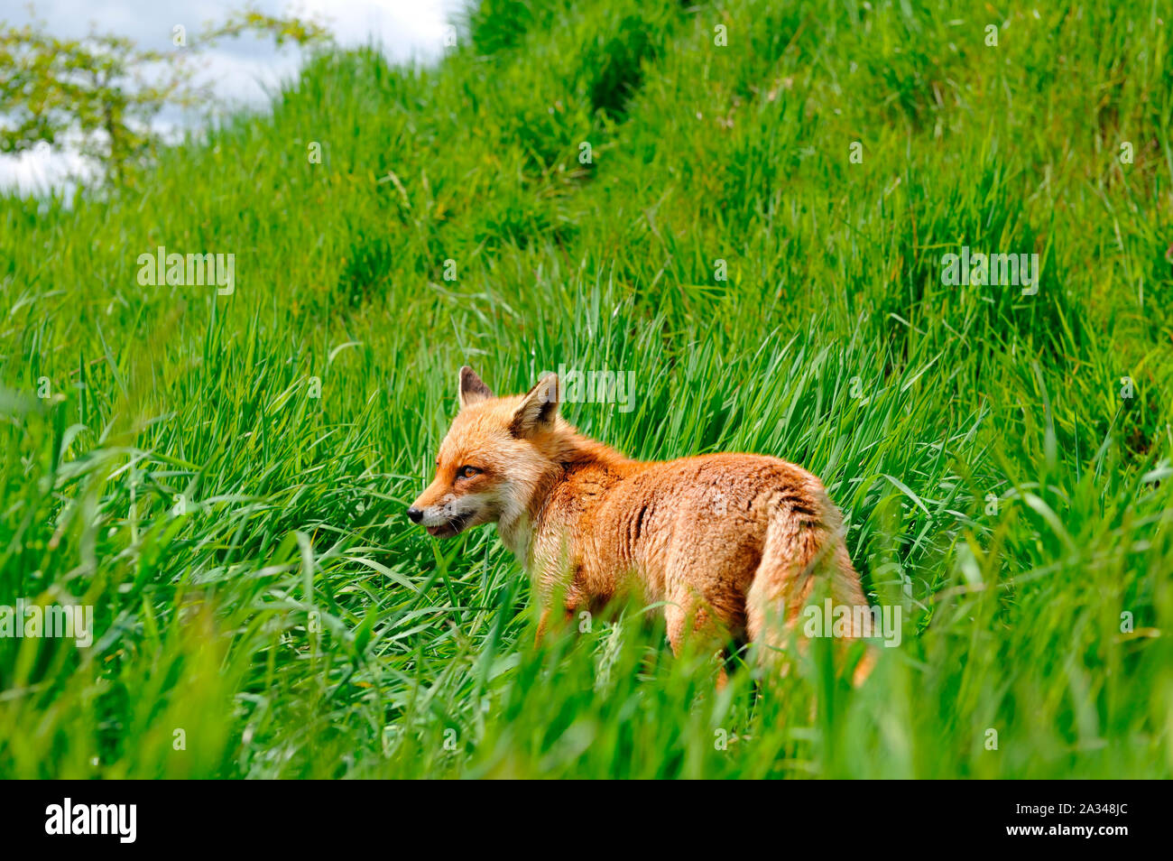Red fox (Captive) Vulpes vulpes West Country Wildlife Photography ...
