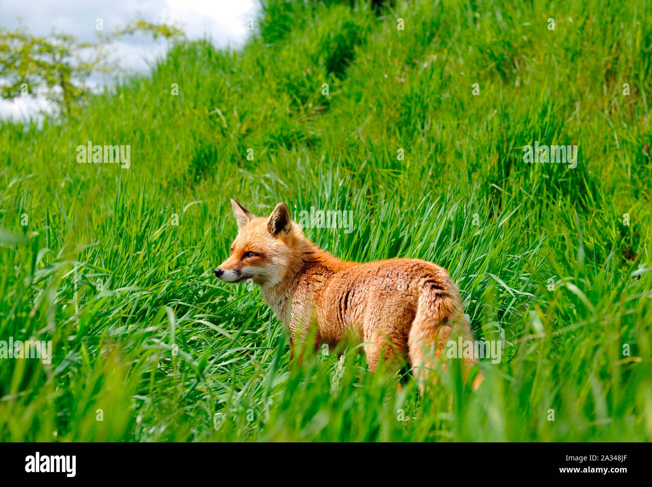 Red fox (Captive) Vulpes vulpes West Country Wildlife Photography ...