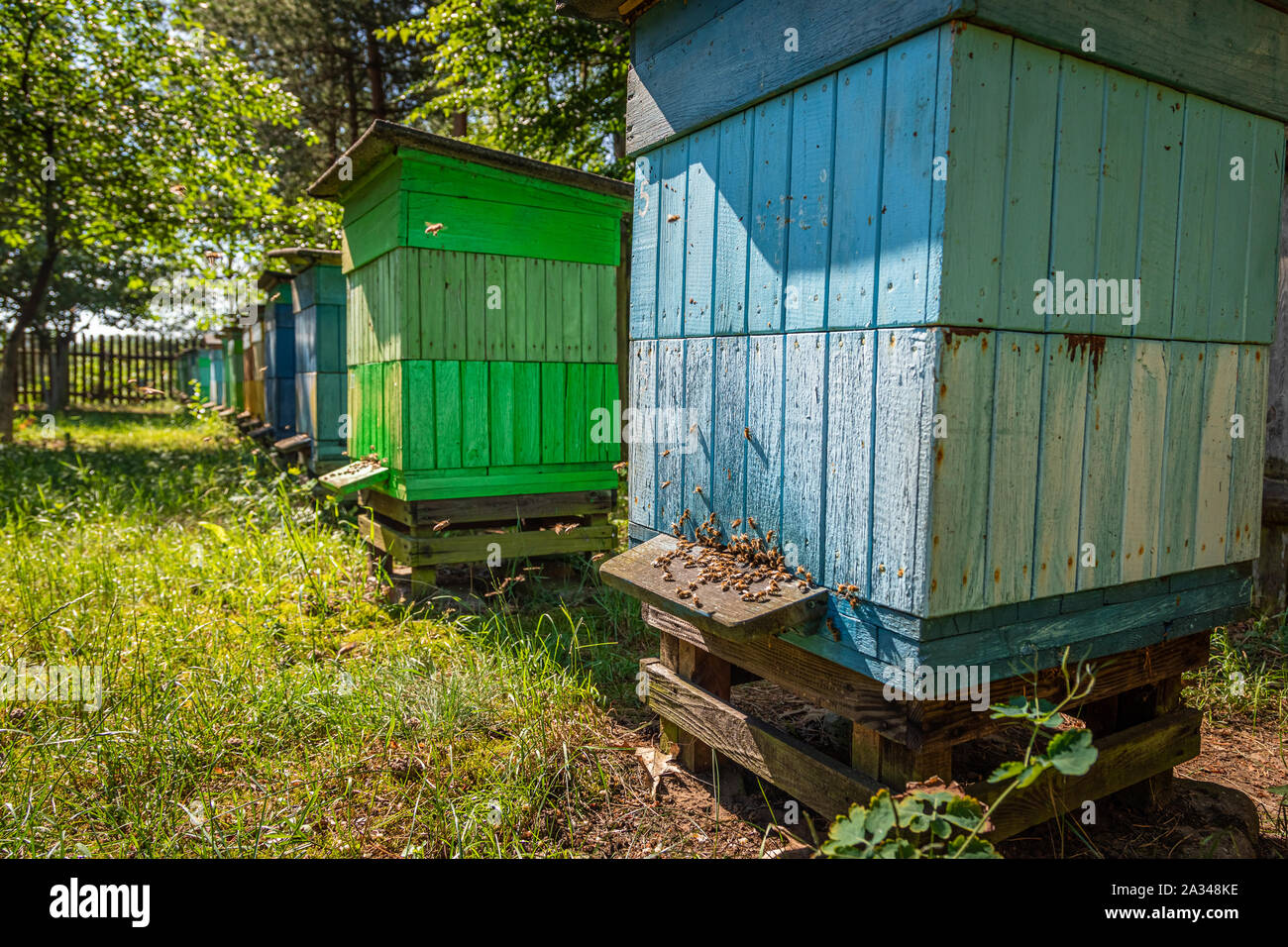 Wild beehive poland hi-res stock photography and images - Alamy