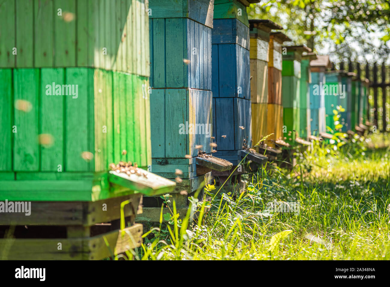 Wild beehive poland hi-res stock photography and images - Alamy