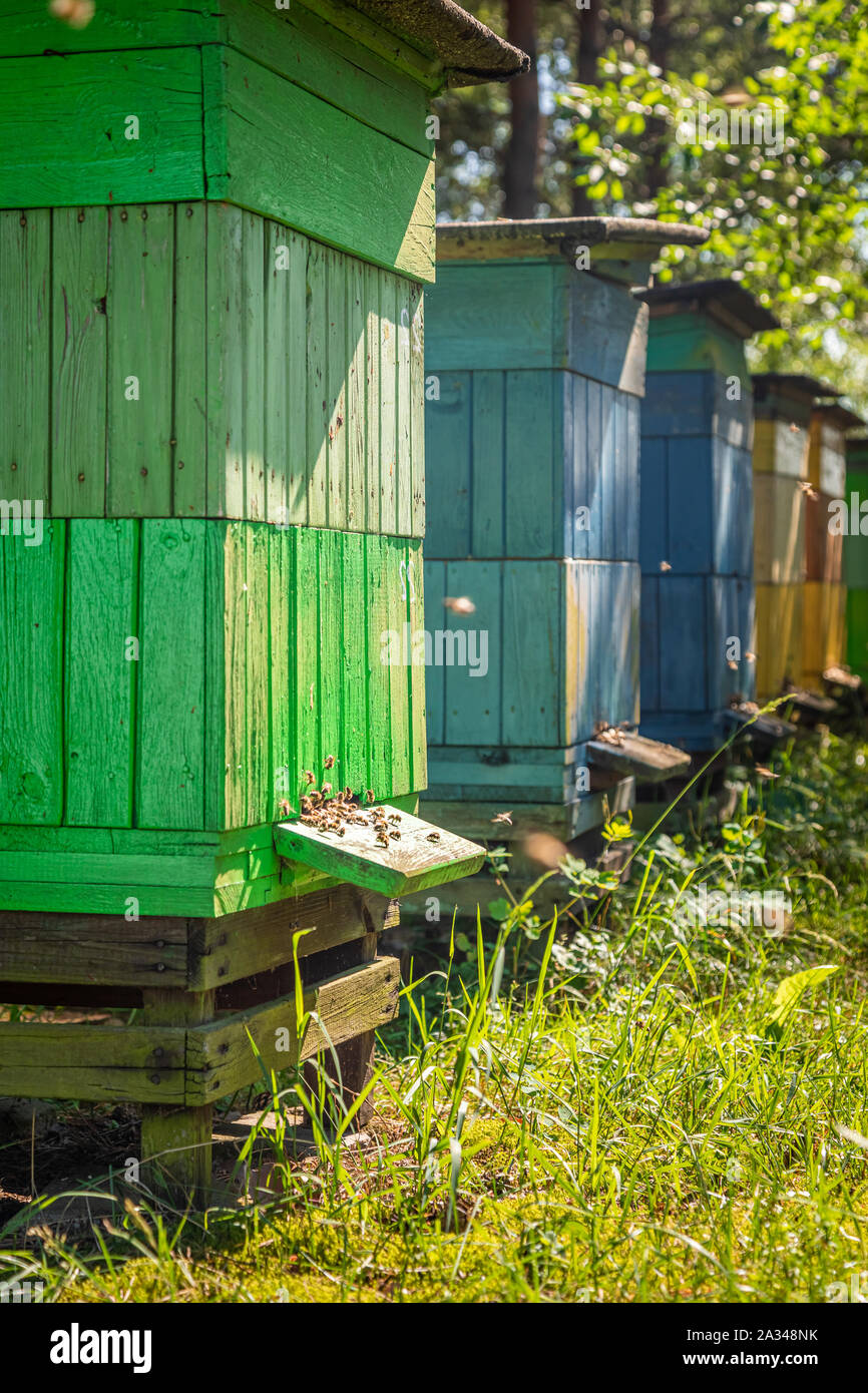 Wild beehive poland hi-res stock photography and images - Alamy