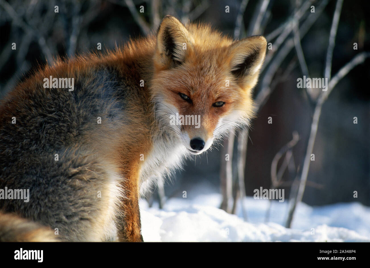 Northern or Red Fox (Vulpes vulpes), Hokkaido, Japan Stock Photo - Alamy