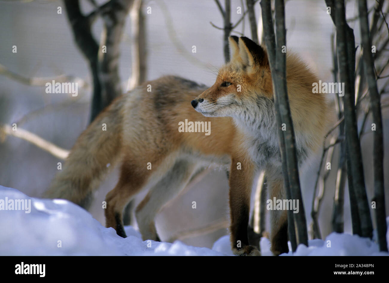 Northern or Red Fox (Vulpes vulpes), Hokkaido, Japan Stock Photo - Alamy
