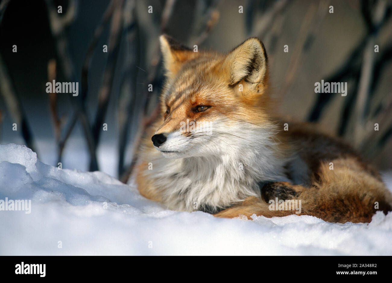 Northern or Red Fox (Vulpes vulpes), Hokkaido, Japan Stock Photo - Alamy