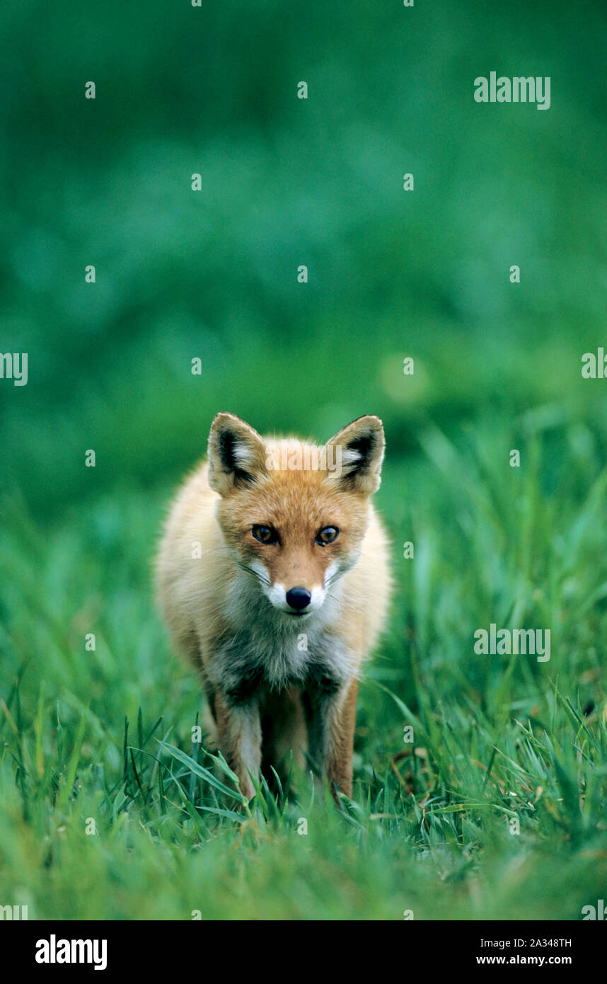 Northern or Red Fox (Vulpes vulpes), Hokkaido, Japan Stock Photo - Alamy