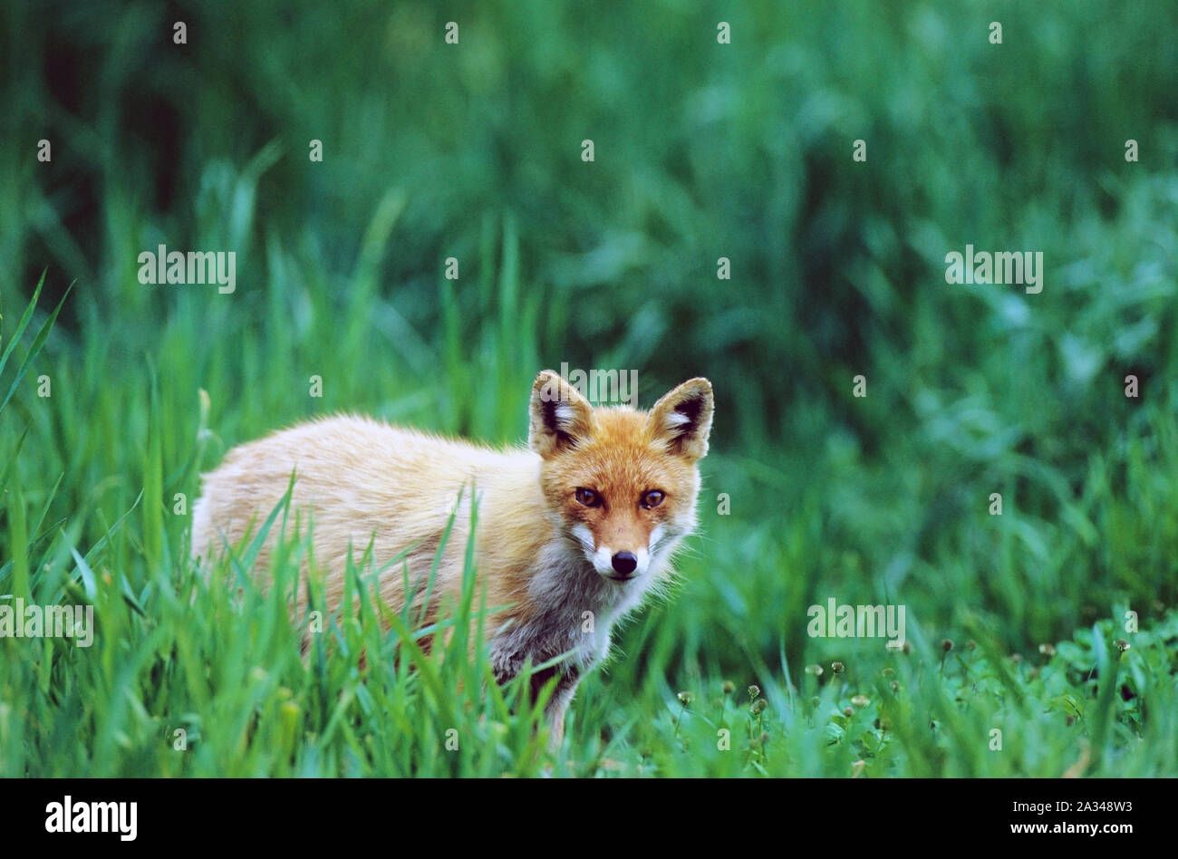 Northern or Red Fox (Vulpes vulpes), Hokkaido, Japan Stock Photo - Alamy