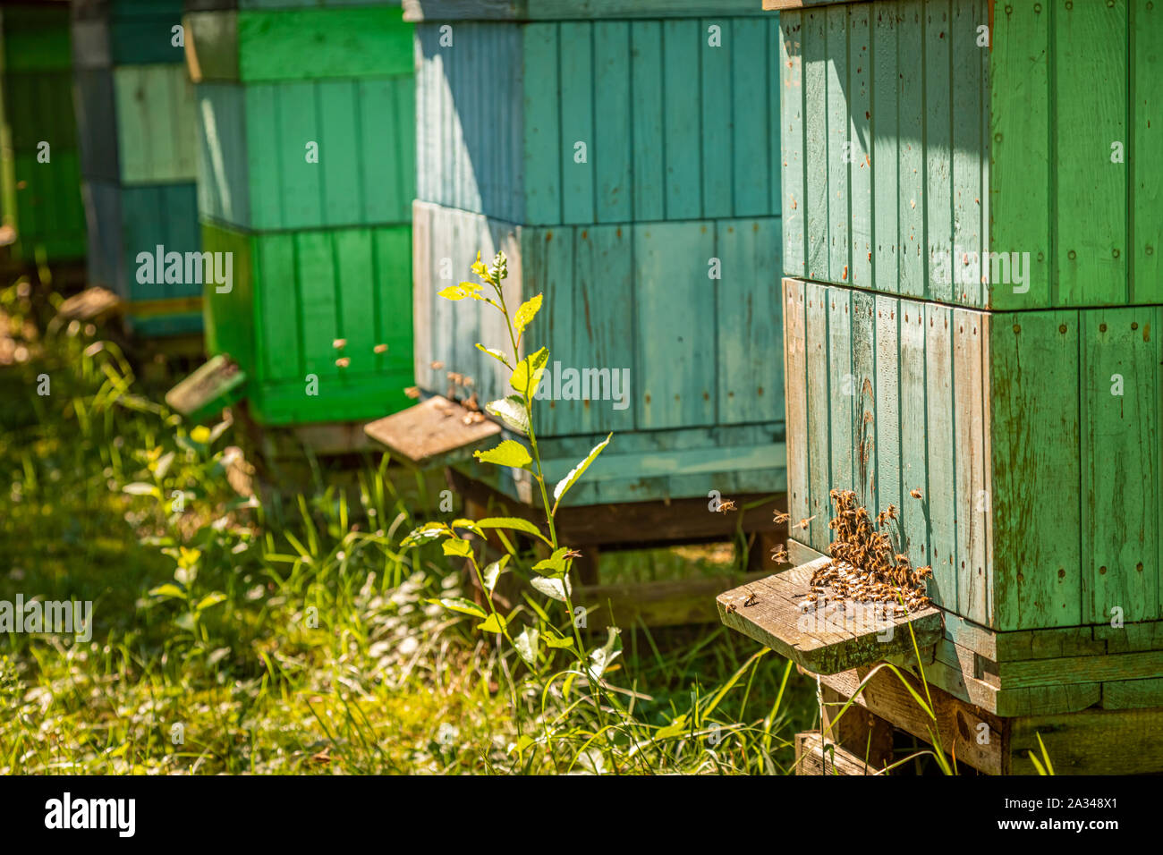 Colorful apiary in the summer garden, Europe Stock Photo - Alamy