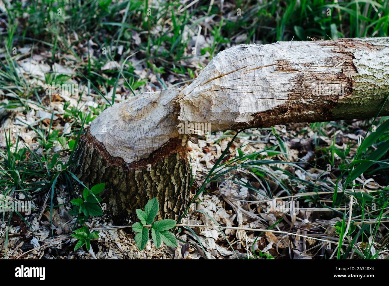 Beaver ecosystem hi-res stock photography and images - Alamy