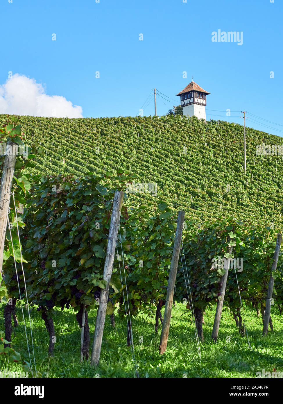 Vineyard landscape with tower Stock Photo - Alamy