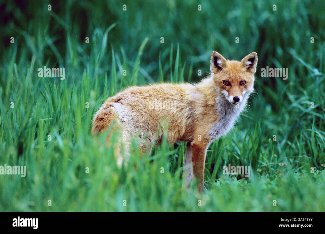 Northern or Red Fox (Vulpes vulpes), Hokkaido, Japan Stock Photo - Alamy