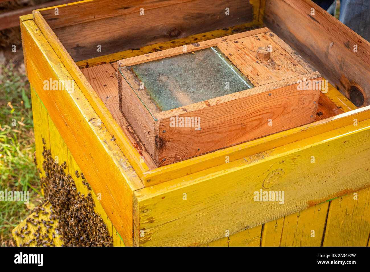 Open beehive with bees during harvest in summer Stock Photo - Alamy