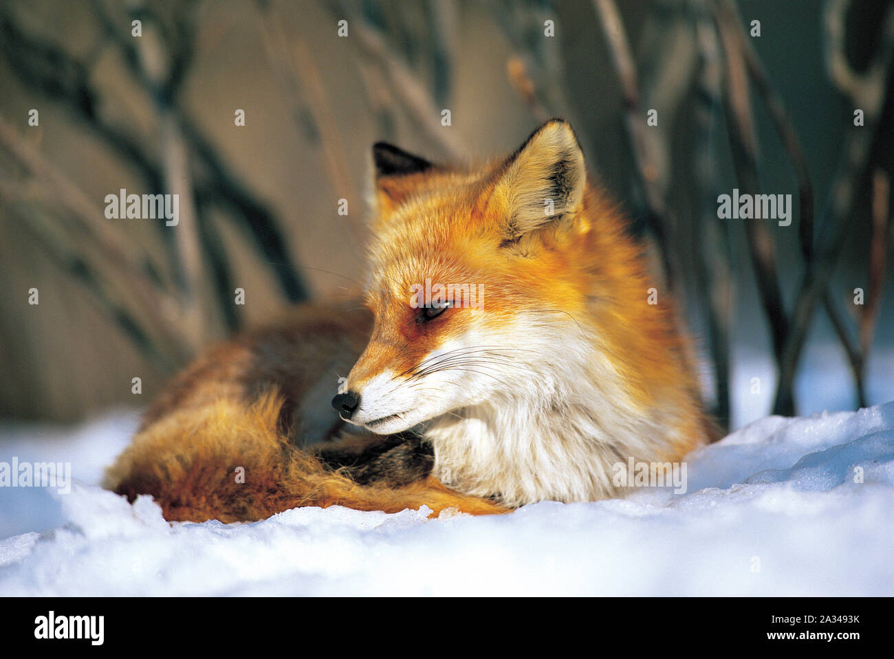 Northern or Red Fox (Vulpes vulpes), Hokkaido, Japan Stock Photo - Alamy