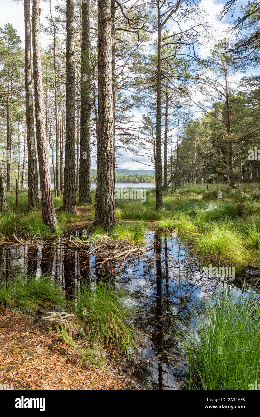 Wetlands around loch garten hi-res stock photography and images - Alamy