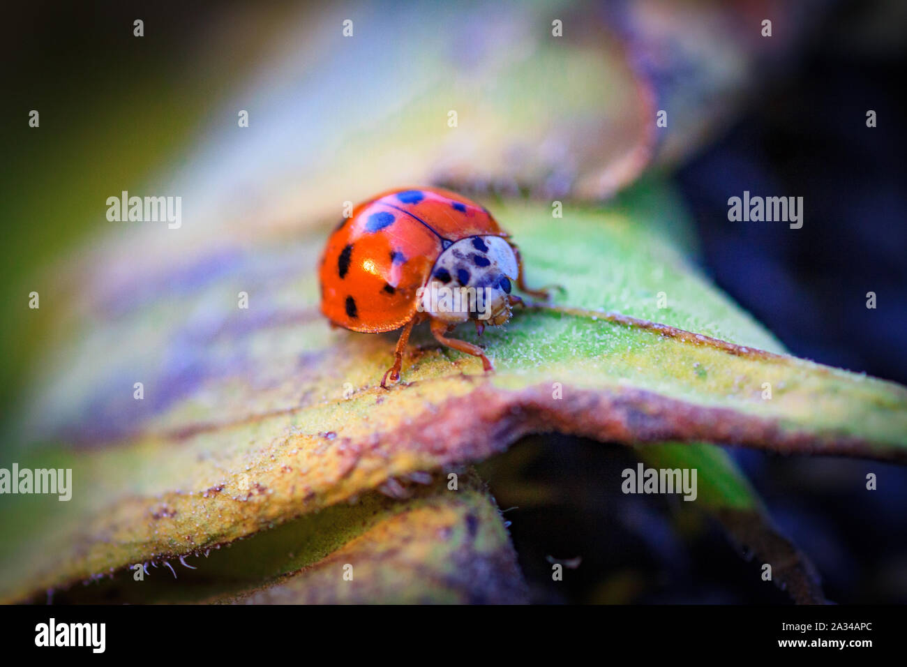 Bright red dotted ladybug on ripe black sunflower seeds in a farmer's ...