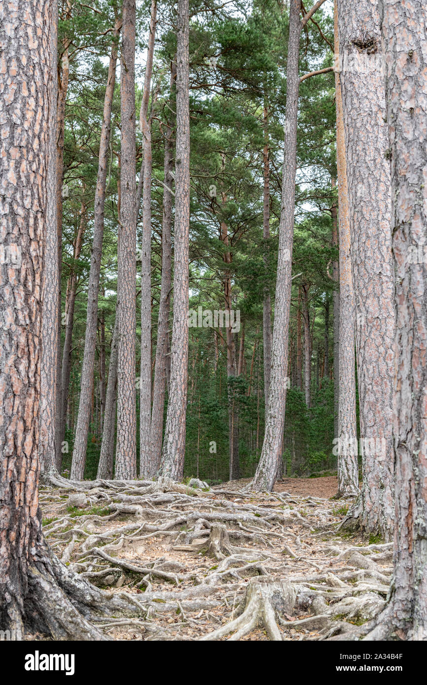 Scottish roots hi-res stock photography and images - Alamy