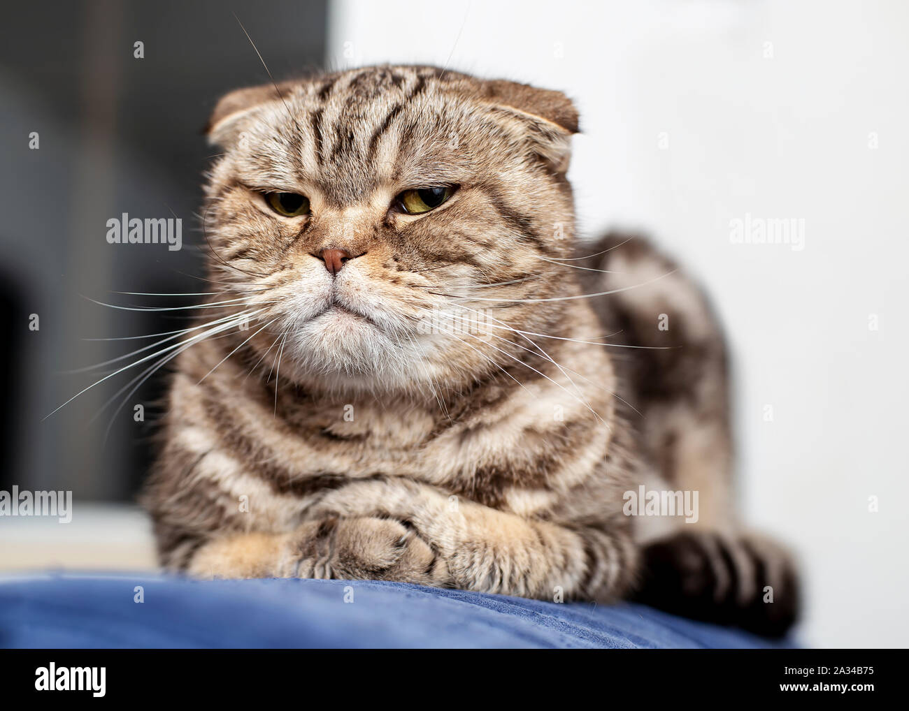 Serious cat Scottish fold lying on blue sofa neatly folded his paws and ...