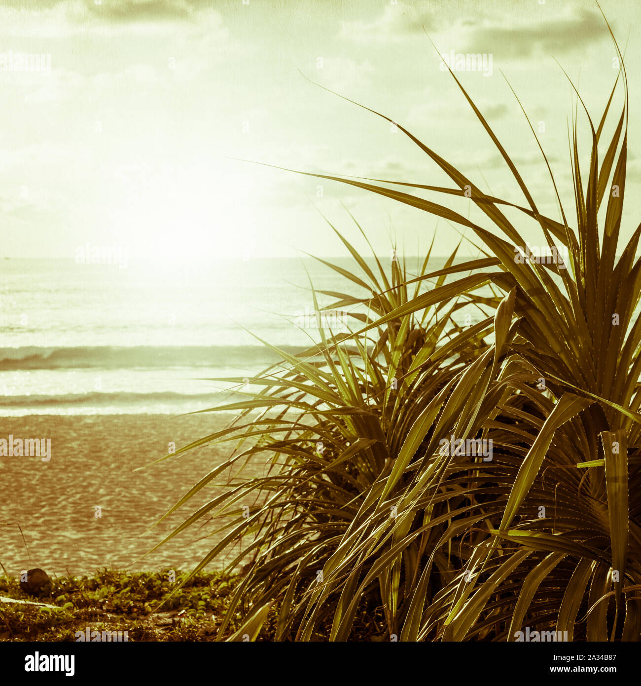 Nature on old paper background vintage style Stock Photo - Alamy