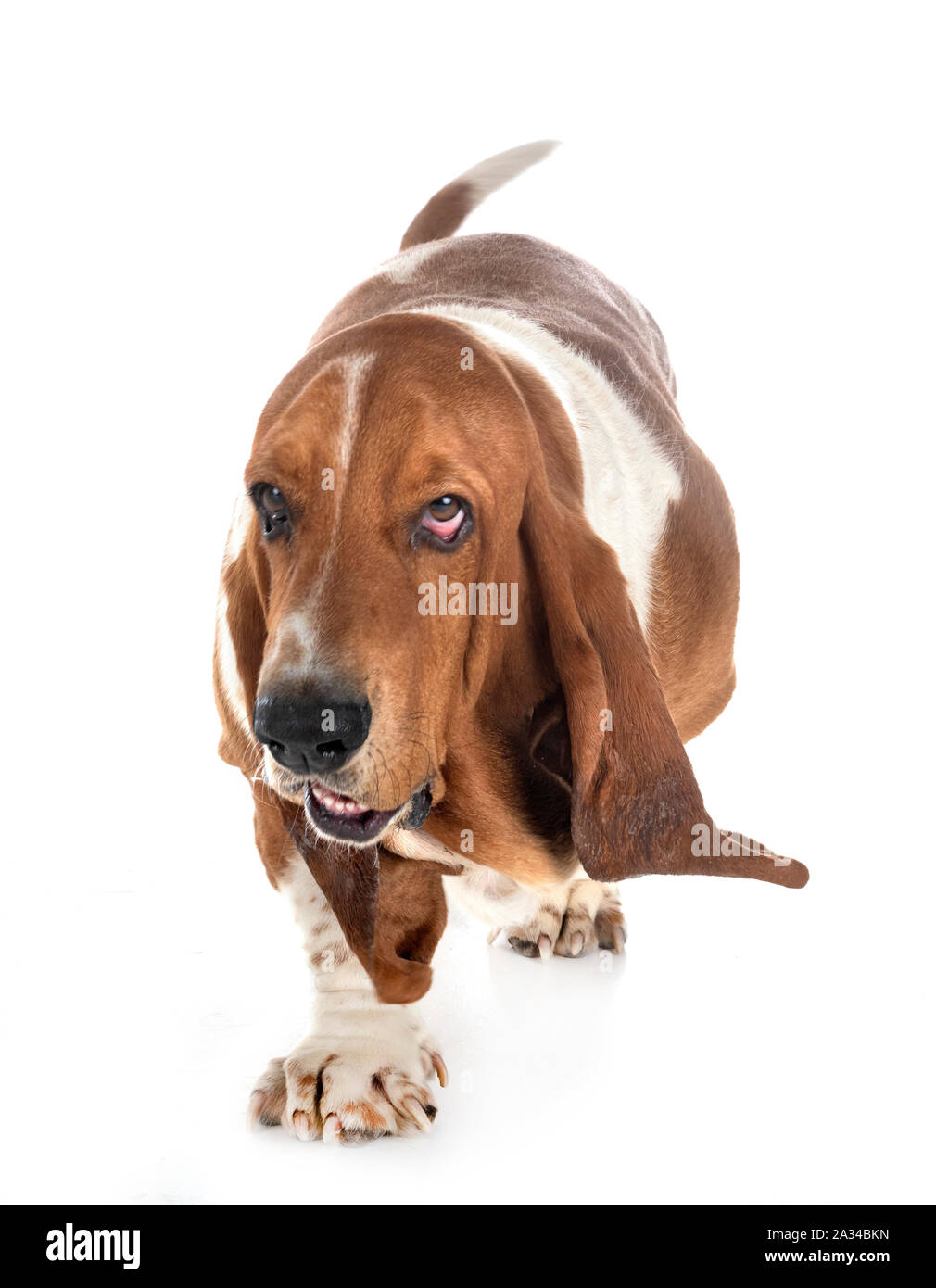 basset hound in front of white background Stock Photo - Alamy