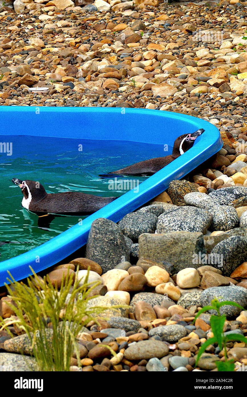 Penguins swims hi-res stock photography and images - Alamy