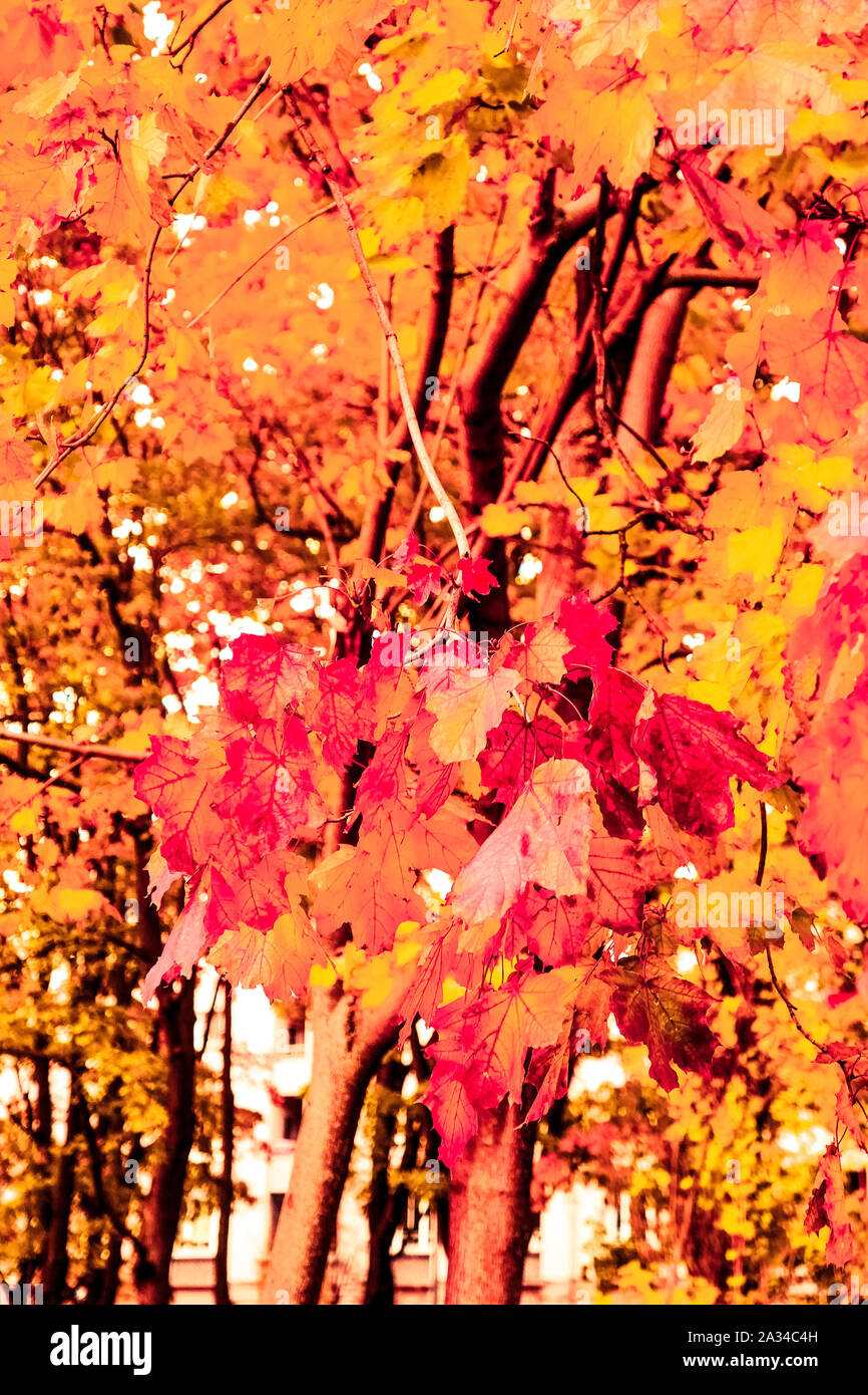 Seasonal travel, retro backdrop and rural environment concept ...