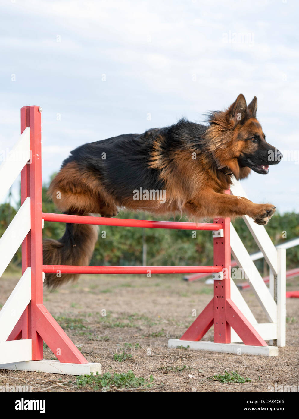 training of agility in a dog school Stock Photo - Alamy