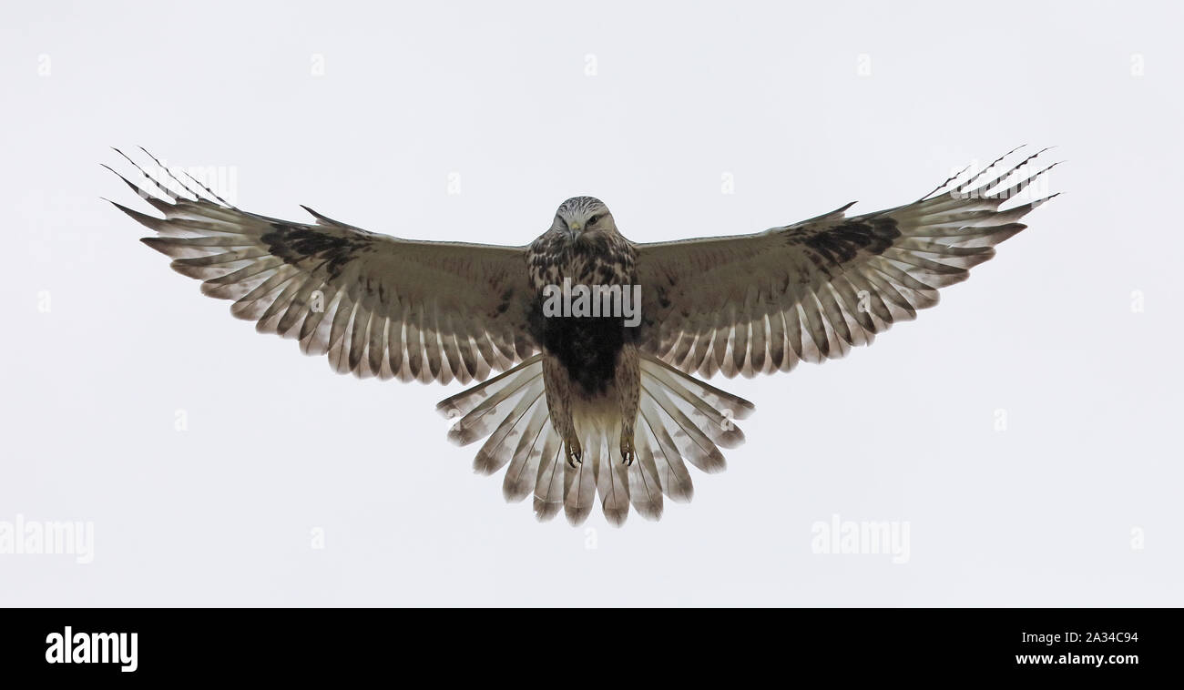 Buzzard With Wings Spread High Resolution Stock Photography and Images ...