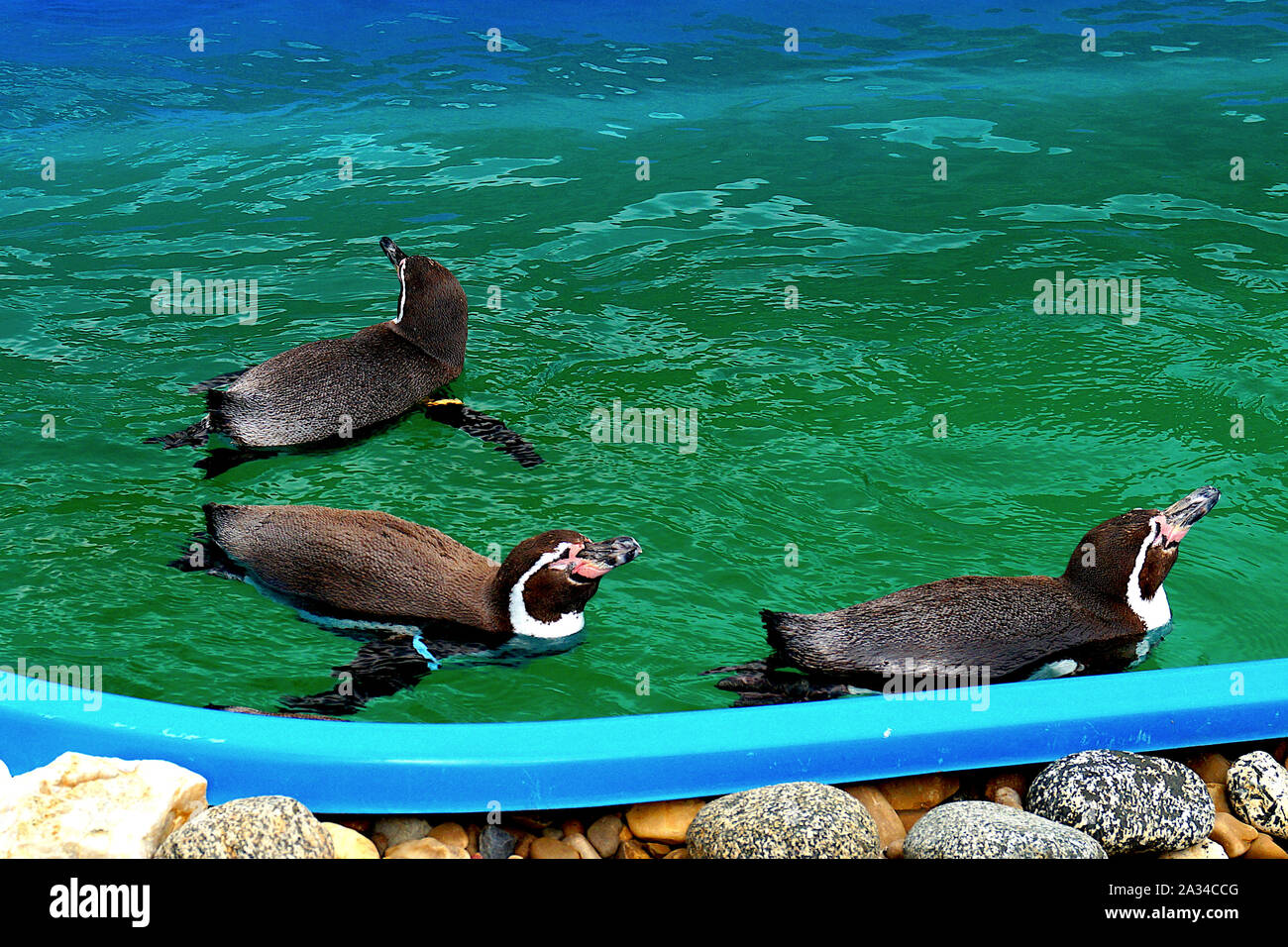 A group of black penguins swims in the pool in the summer at the zoo ...