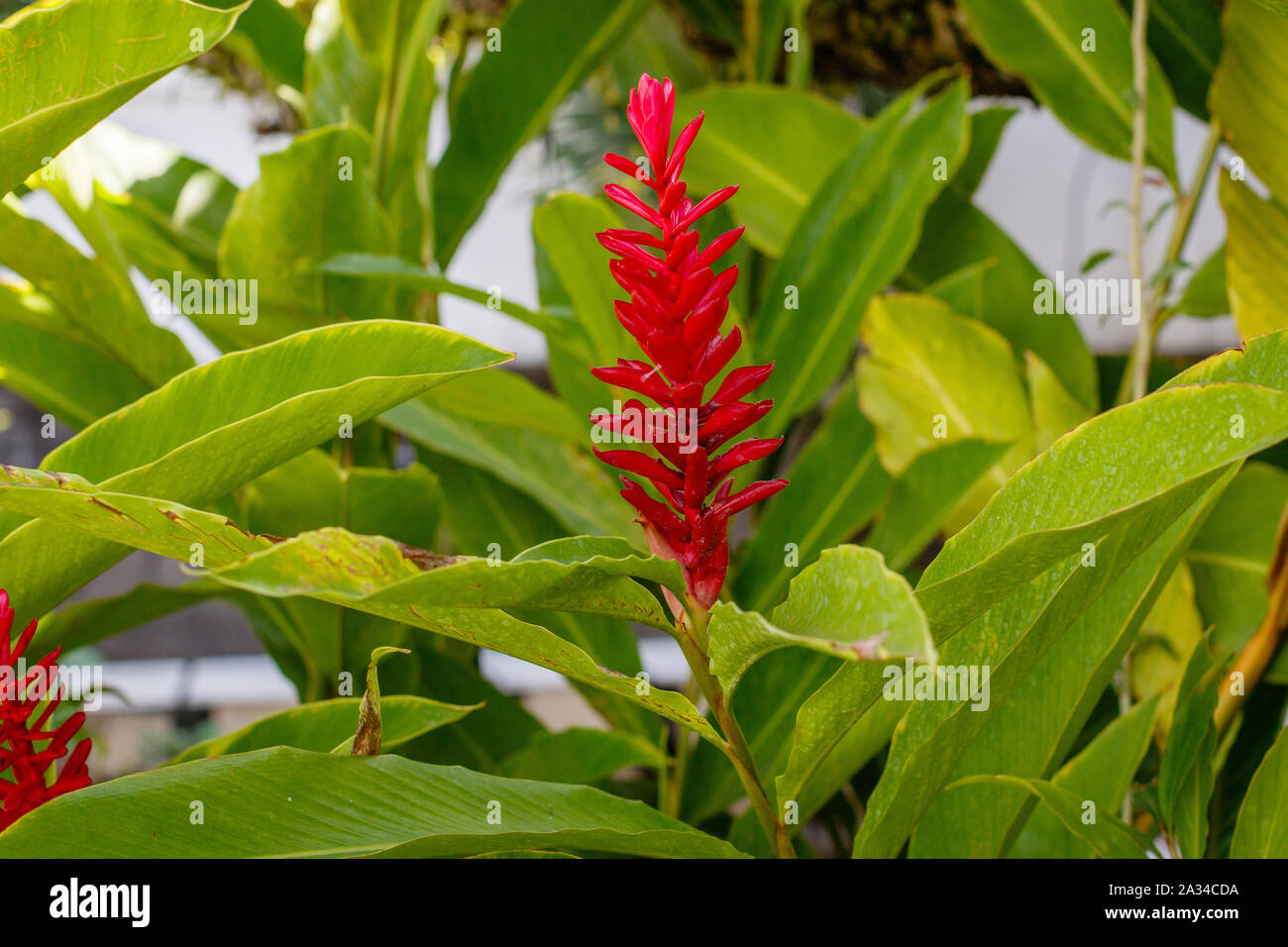 Blooming Alpinia Purpurata (Red Ginger). Bali, Indonesia Stock Photo ...