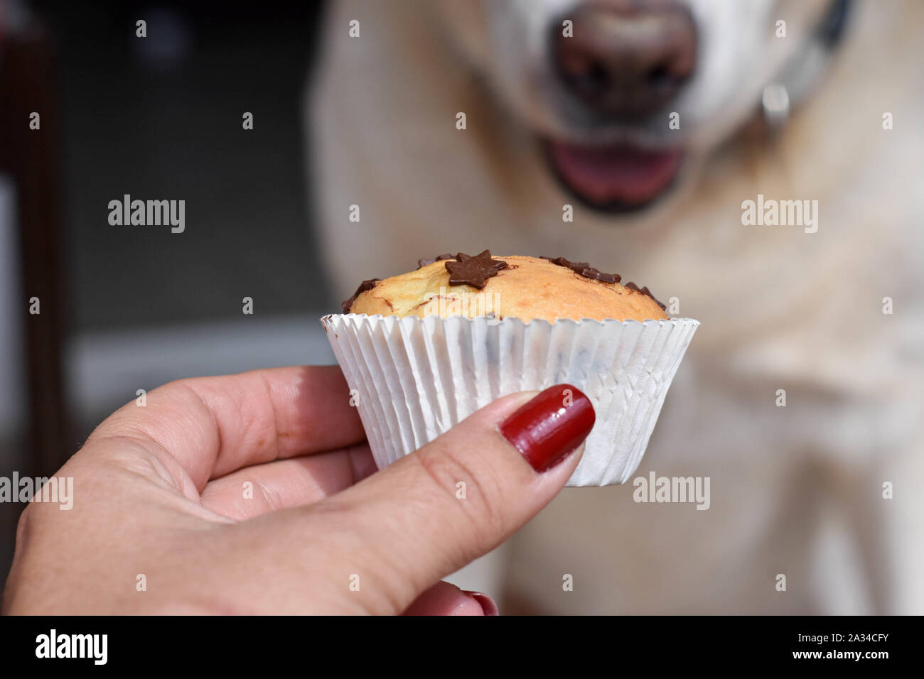 Biscuit labrador hi-res stock photography and images - Alamy