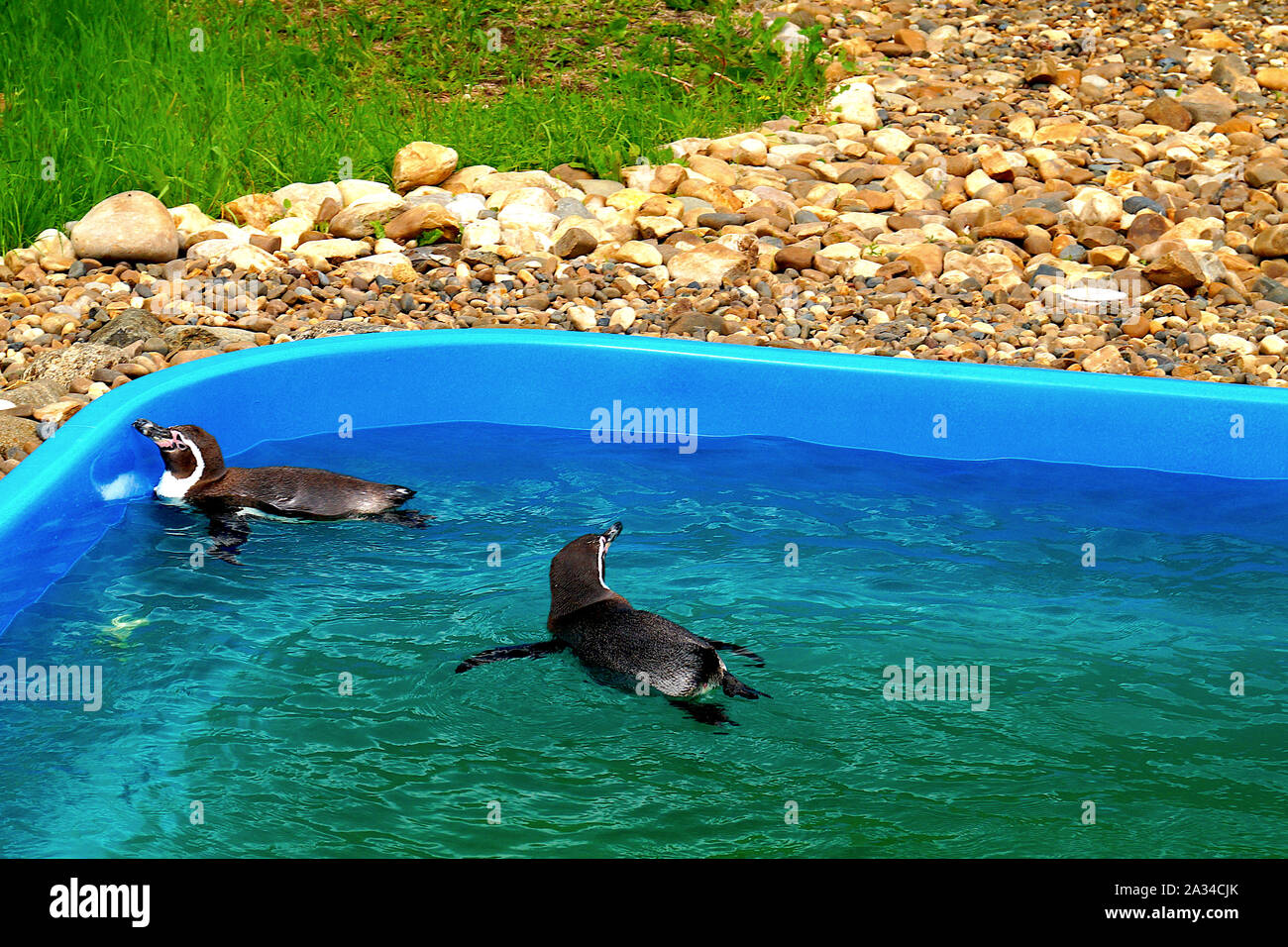 Penguins swims hi-res stock photography and images - Alamy