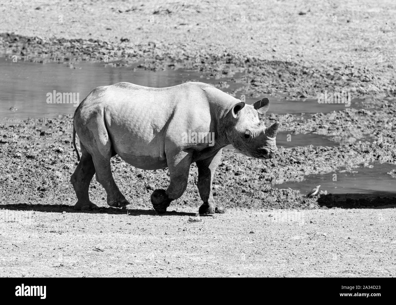 A Black Rhinoceros calf in Southern African savanna Stock Photo - Alamy