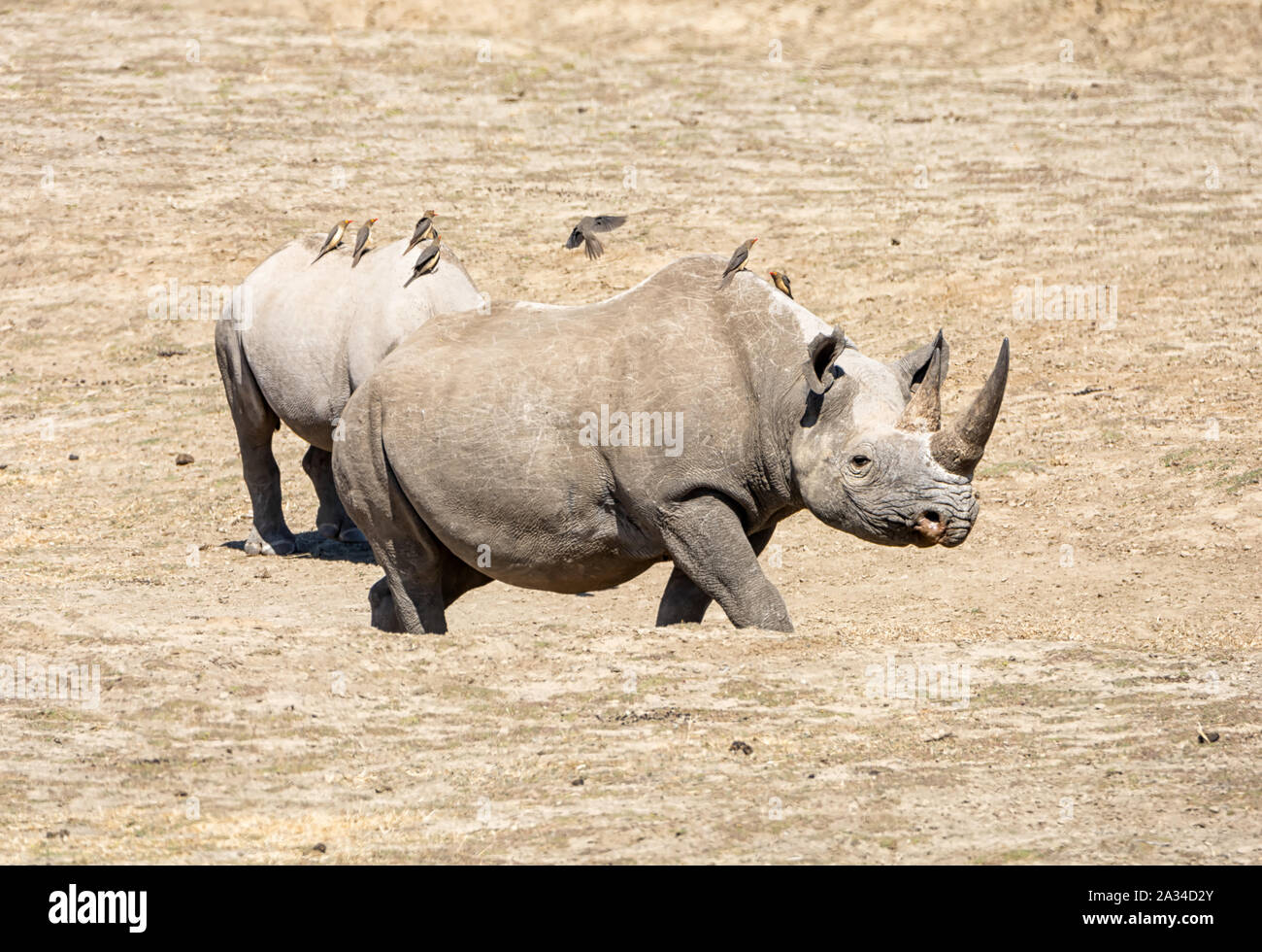 A Black Rhinoceros mother and calf in Southern African savanna Stock ...