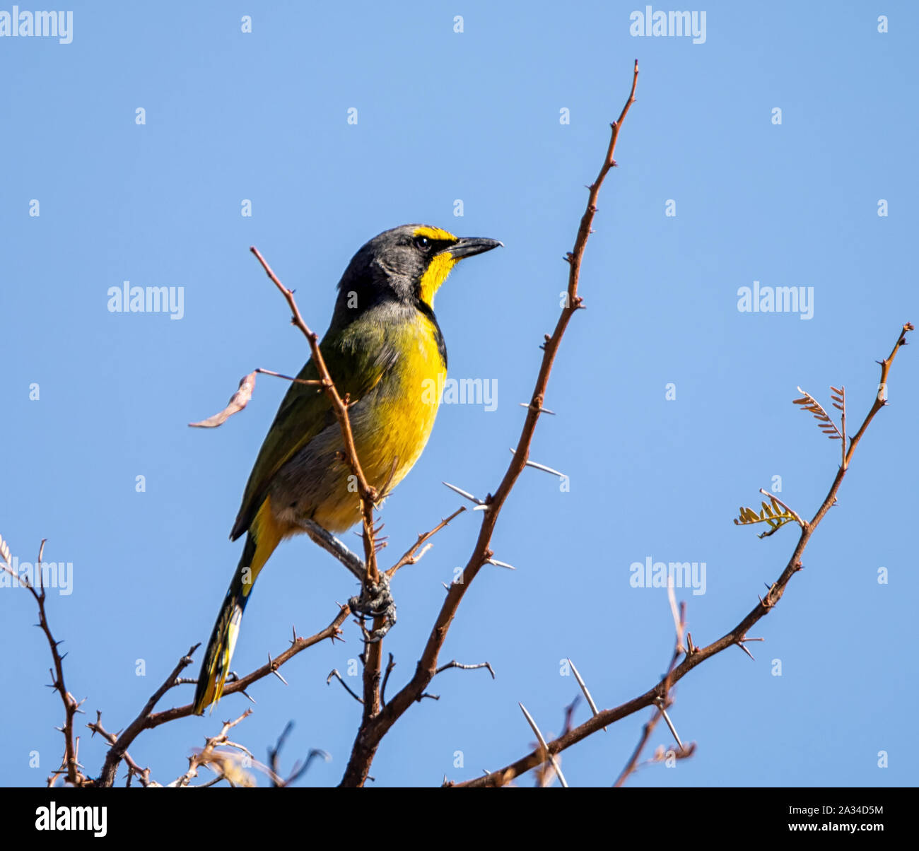 Ird hi-res stock photography and images - Alamy