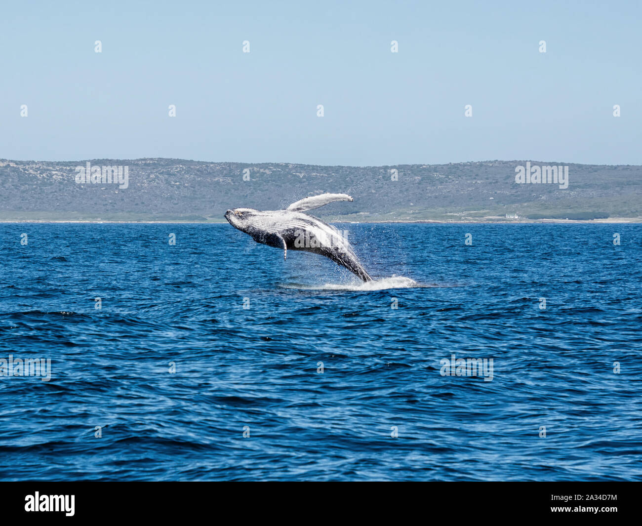 Breaching Humpback Whale High Resolution Stock Photography and Images ...