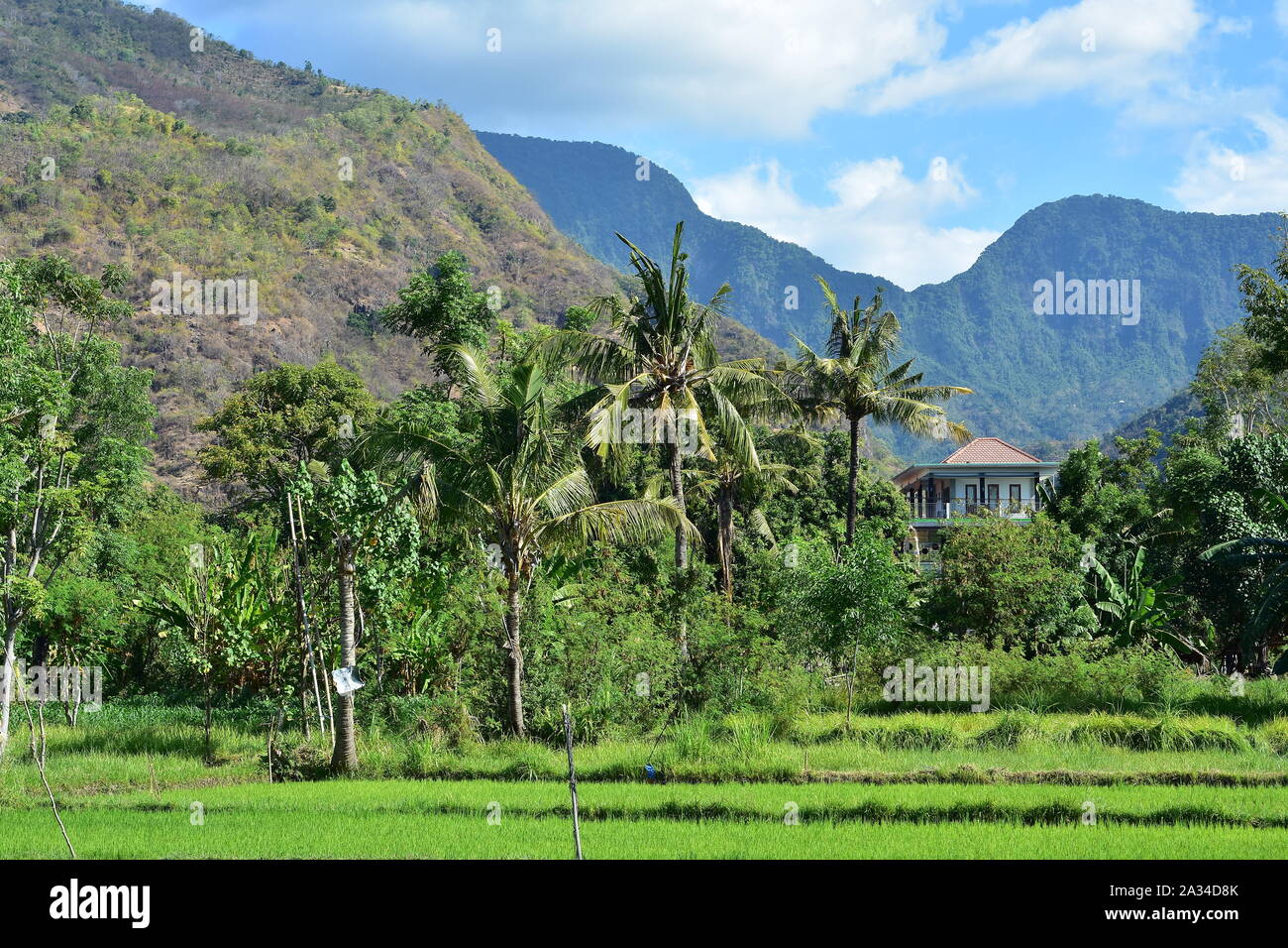 Farmland with tropical vegetation and steep volcanic hills in ...
