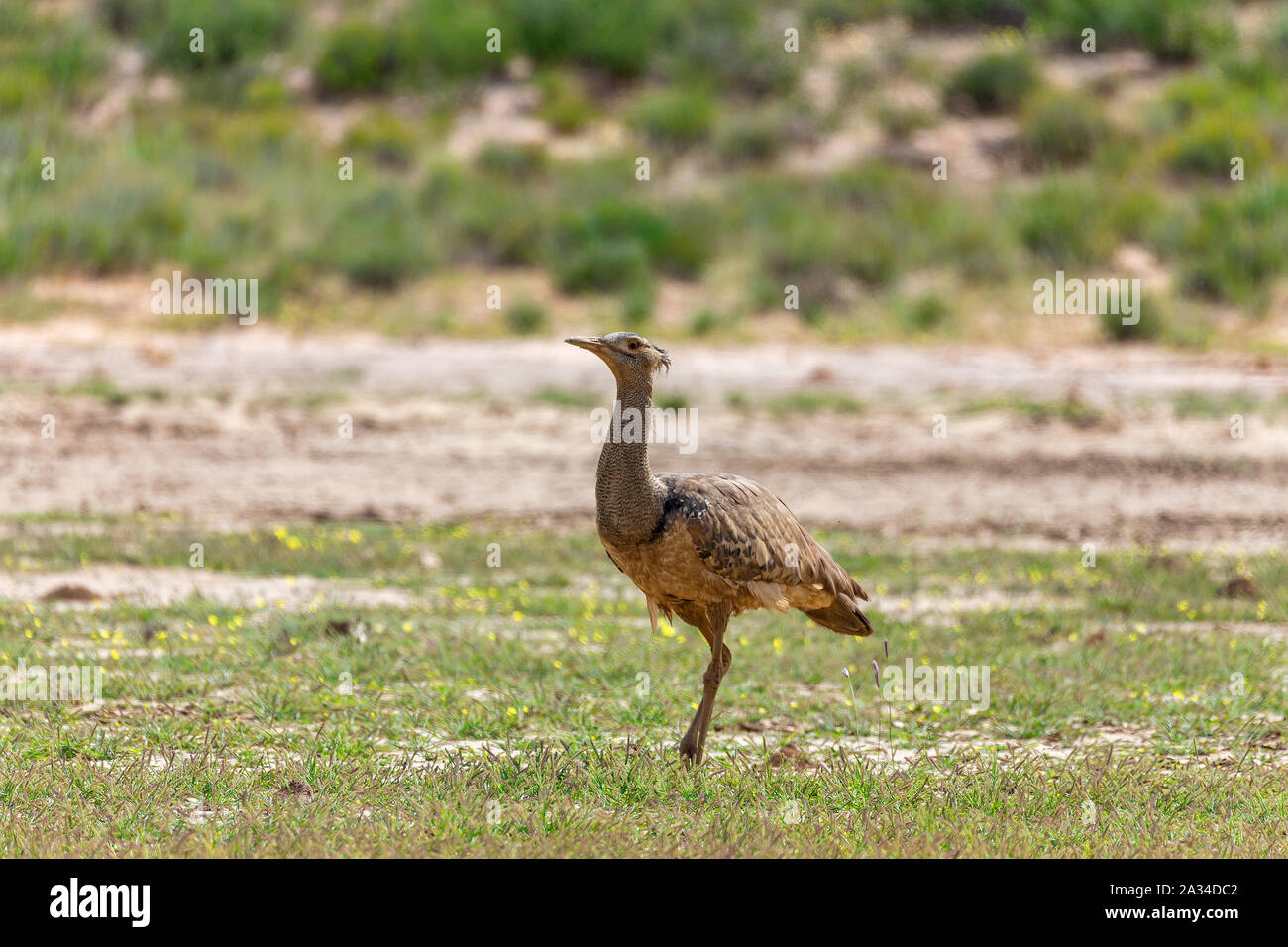 Big bird Kori Bustard in african bush, Kalahari South Africa, Africa ...