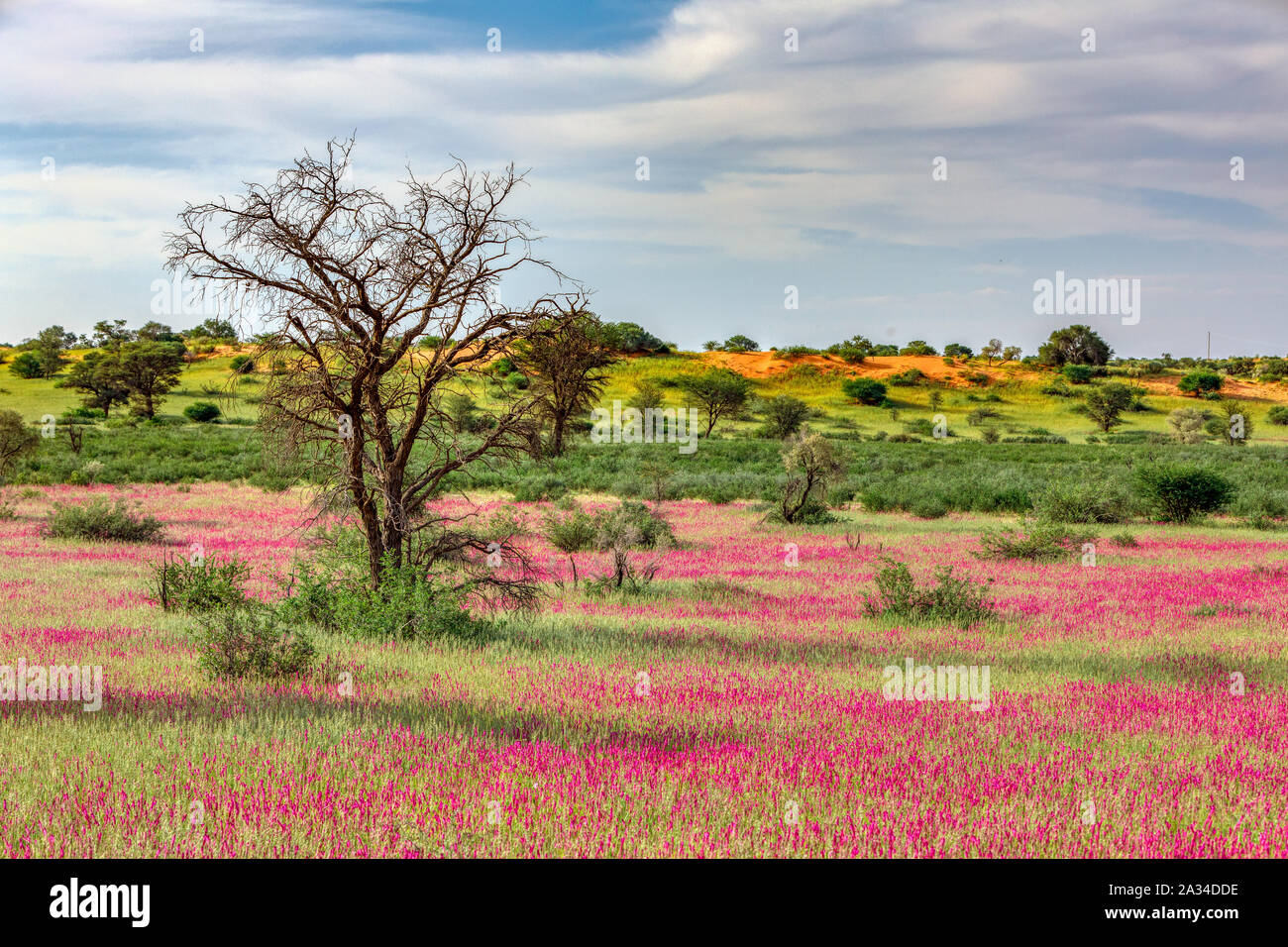 Violet flowering Kalahari desert after rain season, South Africa ...
