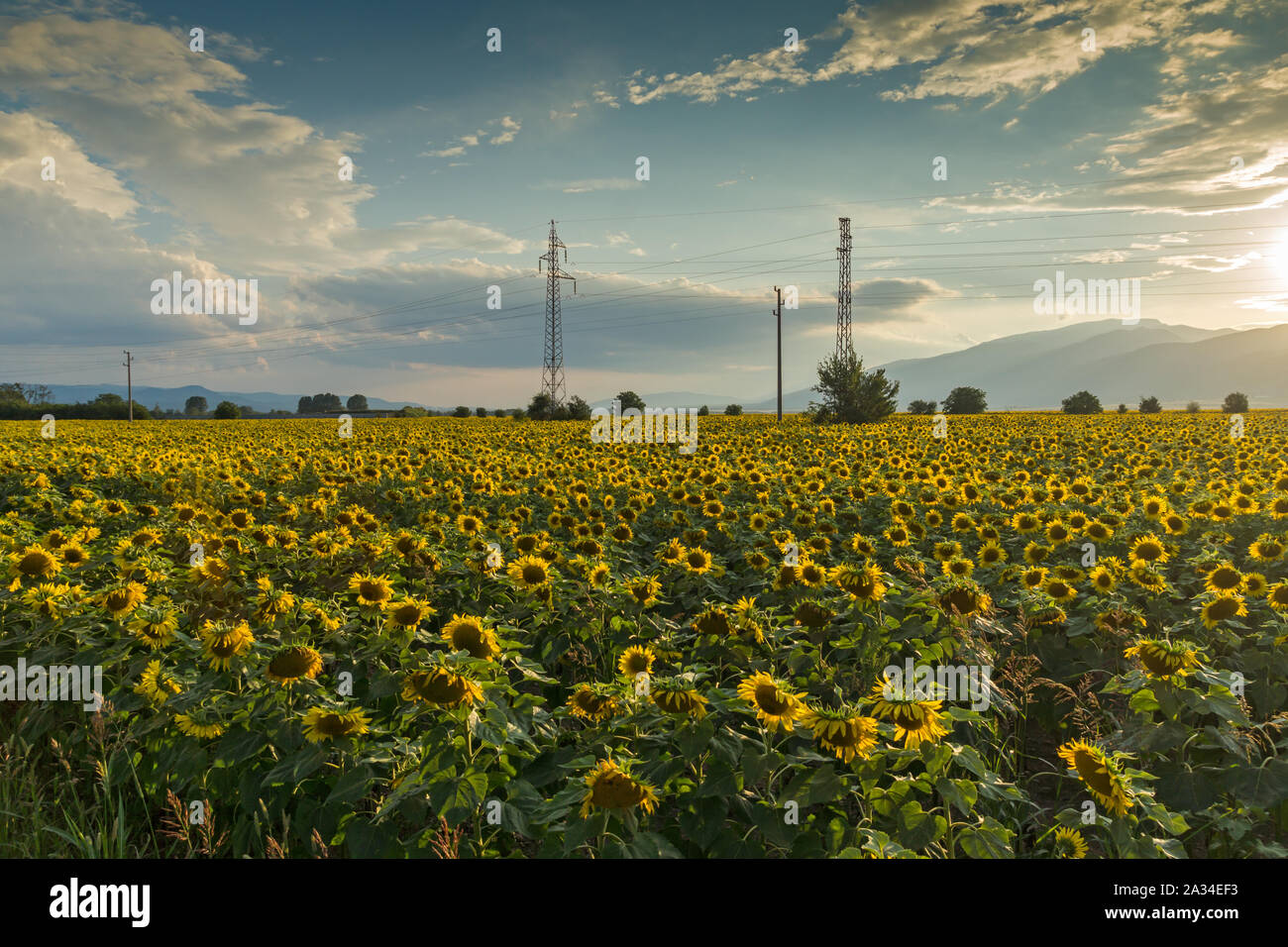 Amazing Sunset Landscape of sunflower field, Bulgaria Stock Photo - Alamy