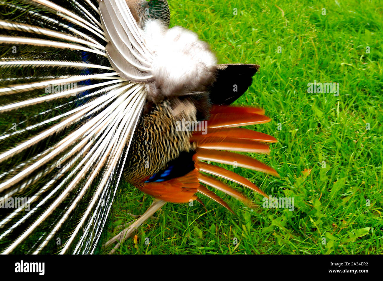 A bright peacock with a beautiful tail walks along the green grass at ...