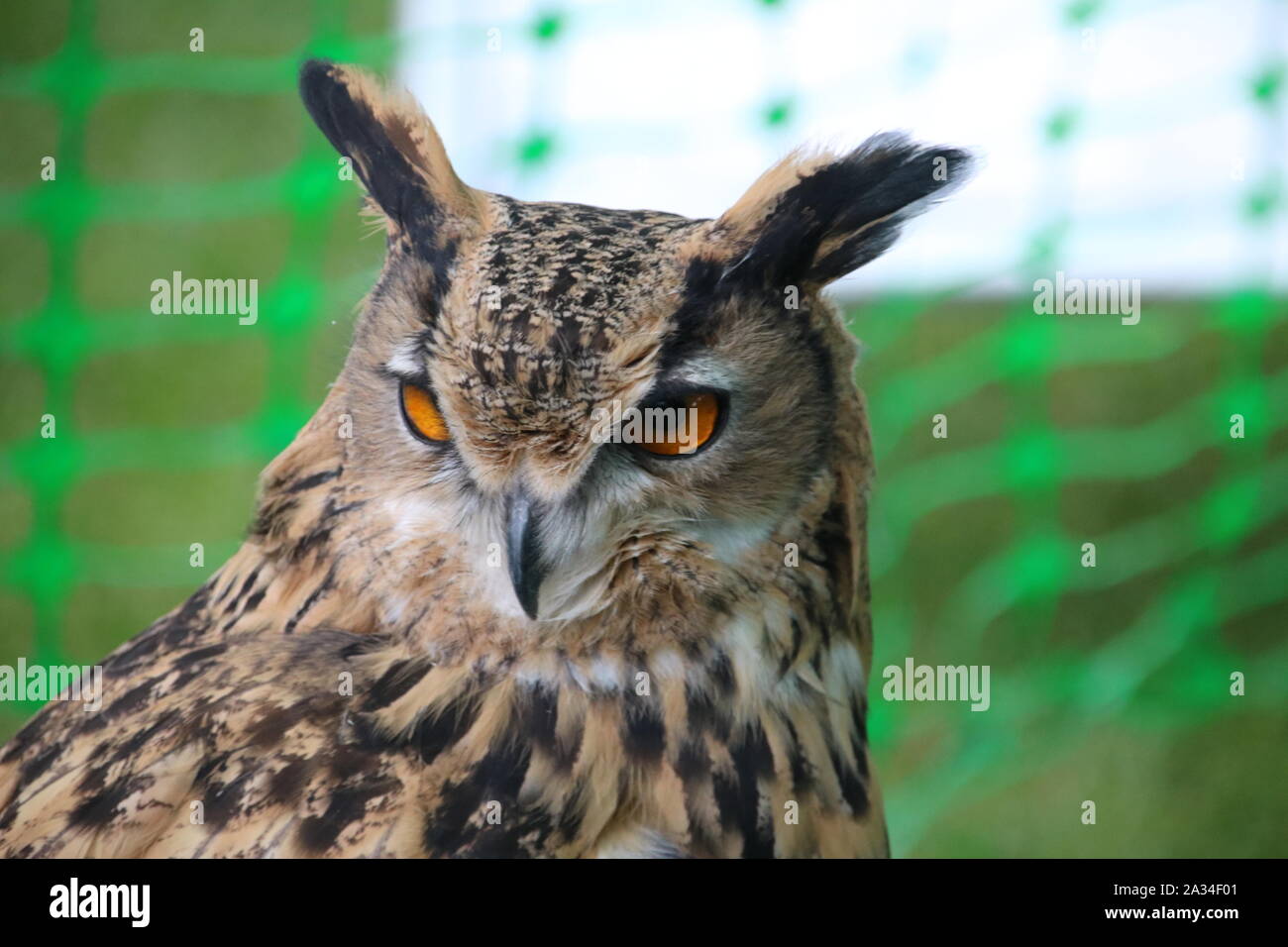 Tufts ears hi-res stock photography and images - Alamy