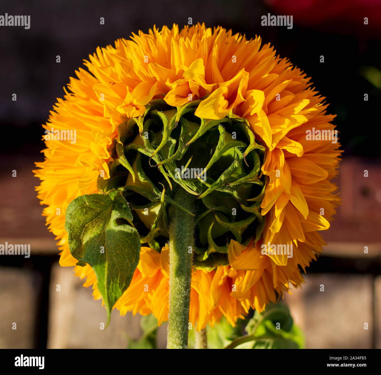 Back of the bright yellow sunflower head lit by evening sun. Focus to ...