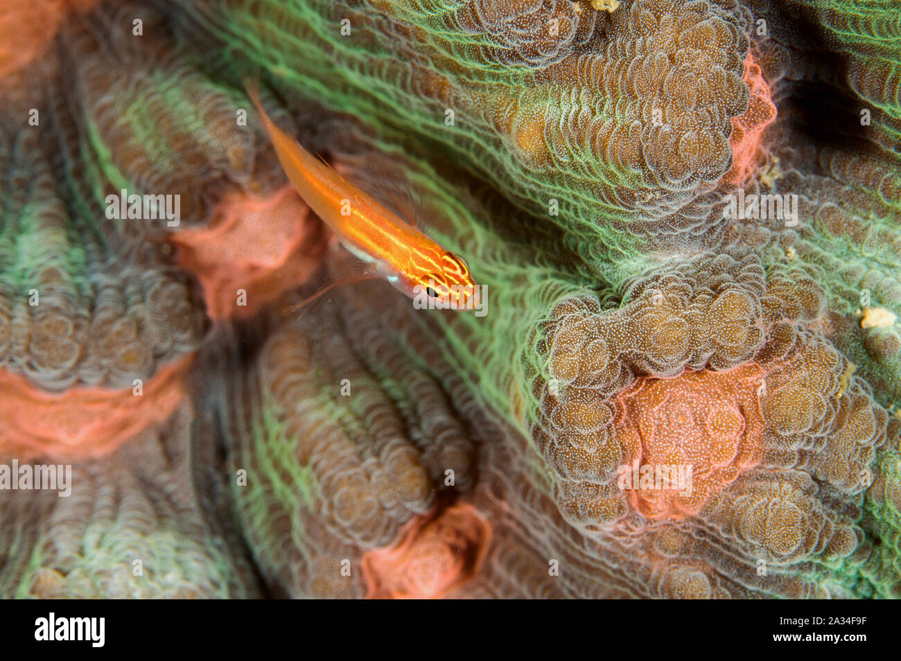 Neon dwarfgoby, Eviota atriventris, on a hard coral, Mycedium ...