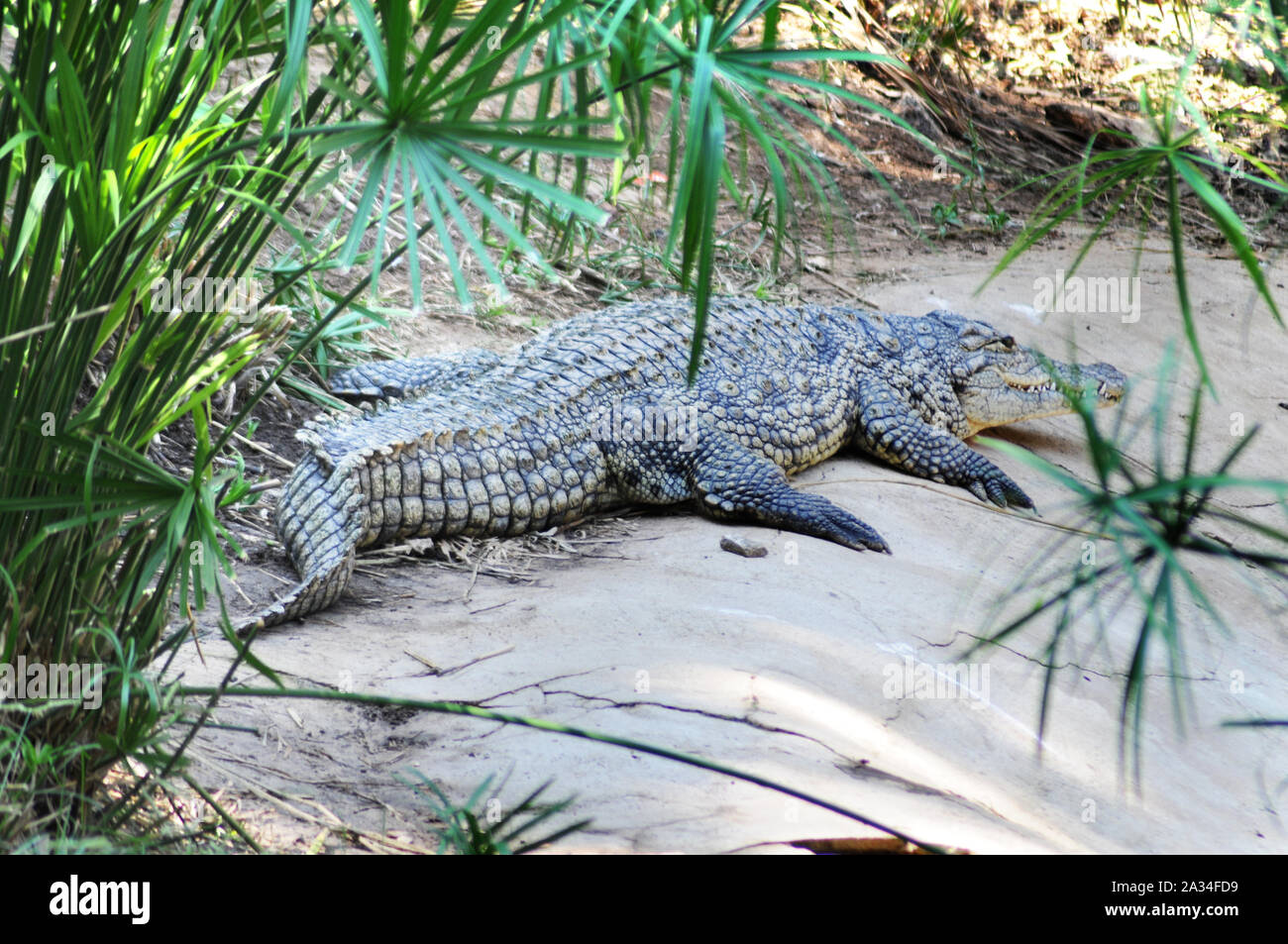 Crocodile zoo animals hi-res stock photography and images - Alamy